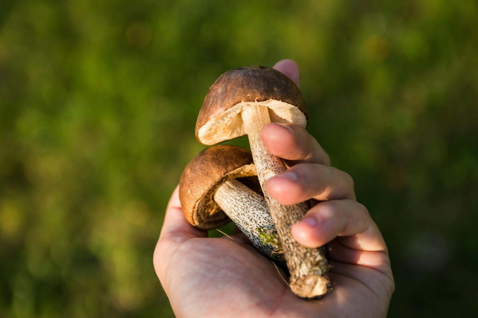 Psilocybin Laws Around the World - Navigating Legal Landscapes