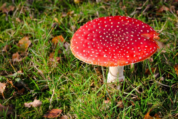 A Comprehensive Mushroom Dosage Guide | Essence Institute